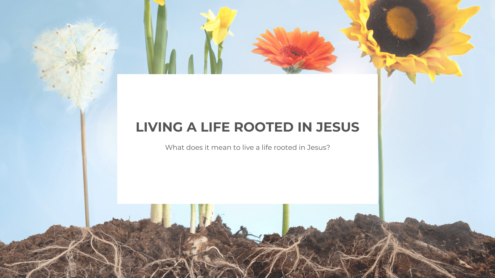 Living a Life Rooted in Jesus
